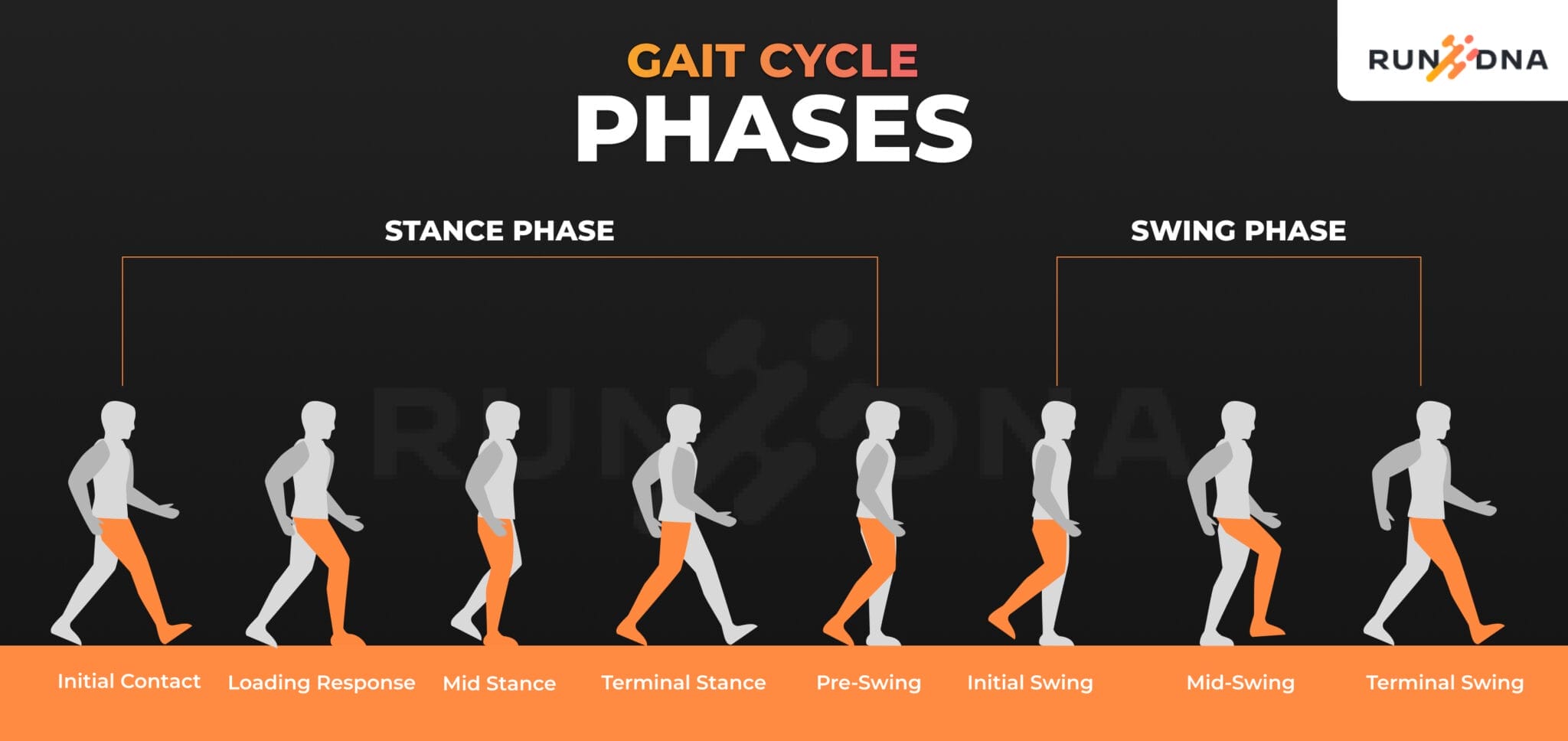 Why Understanding the Gait Cycle is Crucial for Your Health - RunDNA