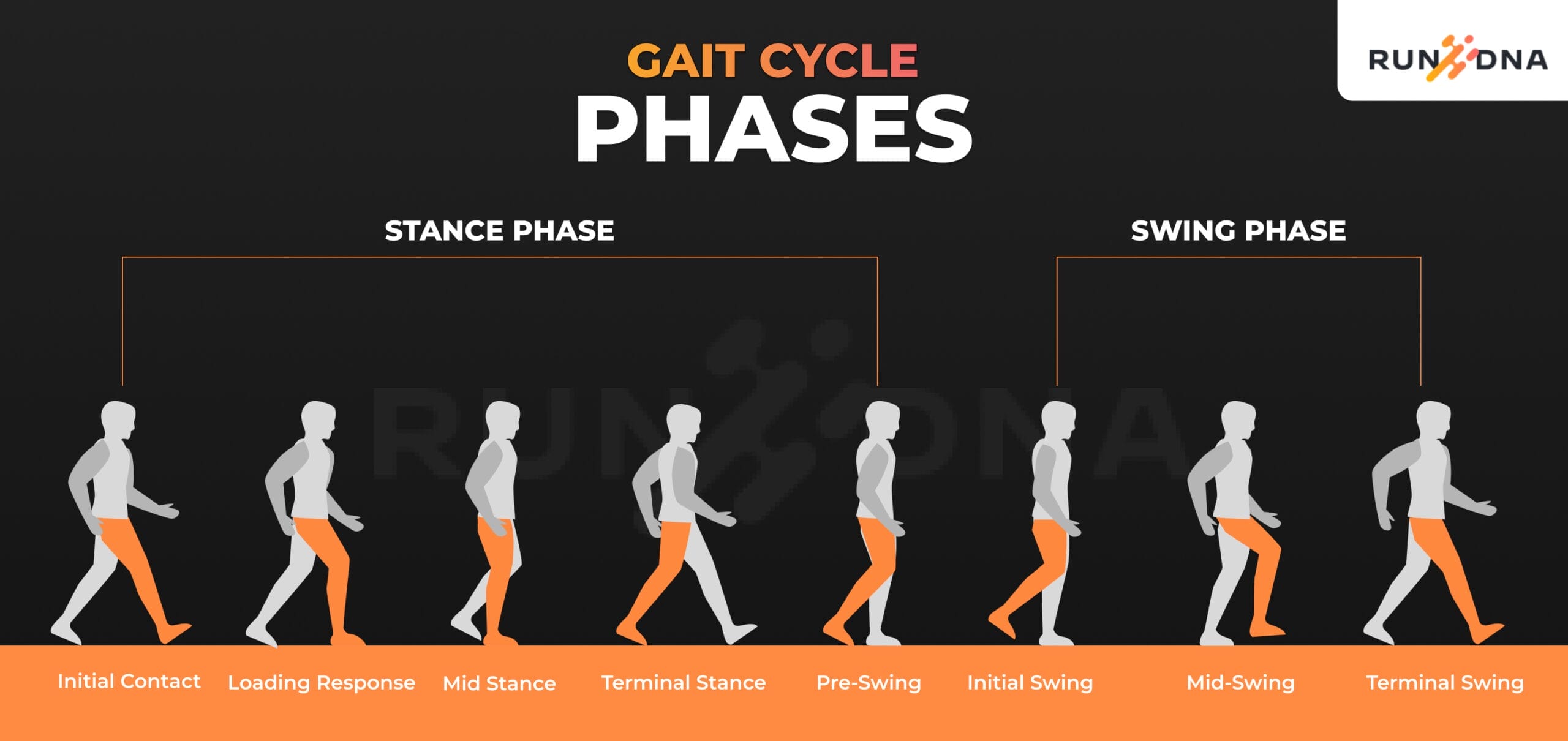 Why Understanding the Gait Cycle is Crucial for Your Health - RunDNA